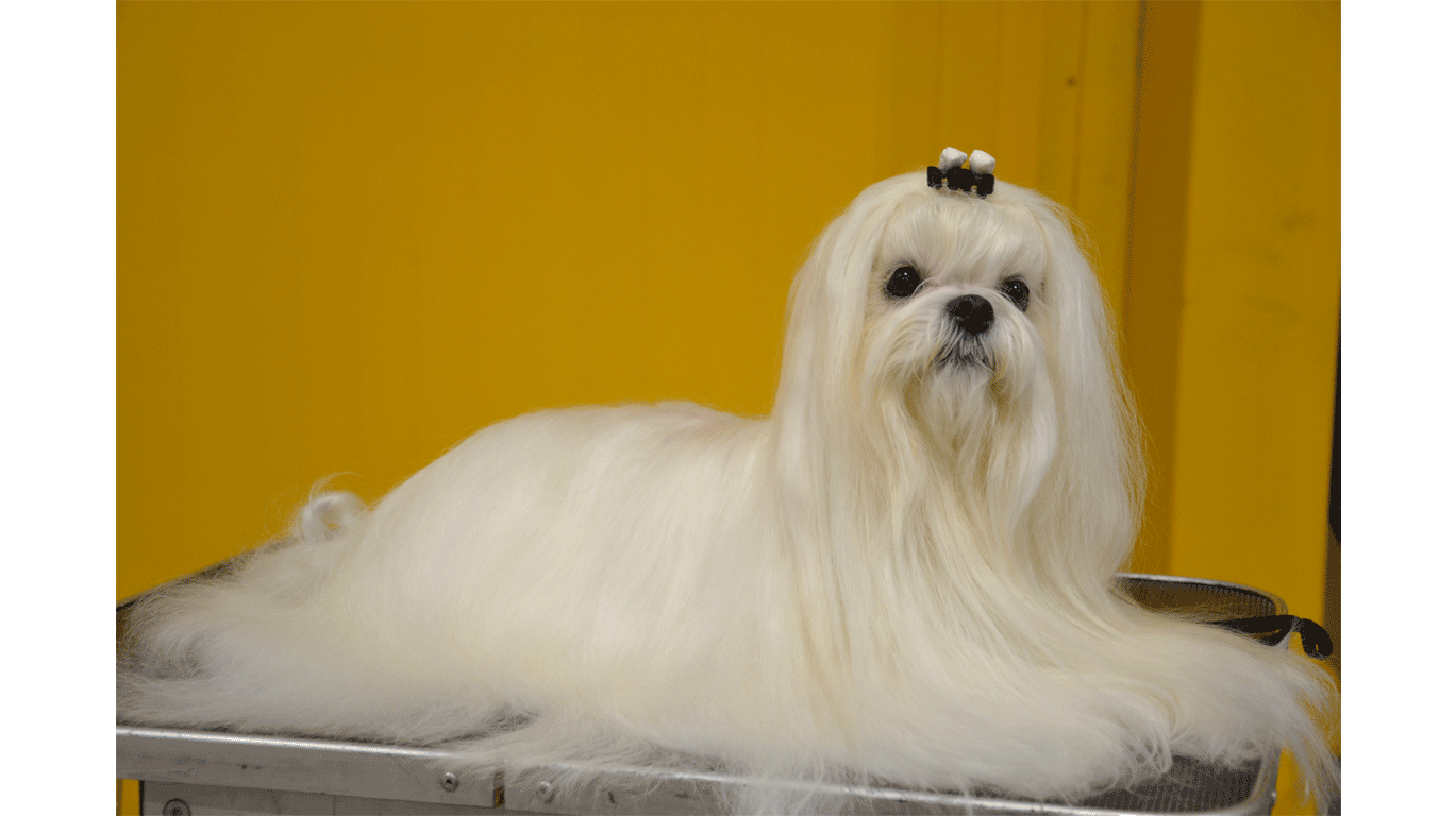 Vendita cani maltesi